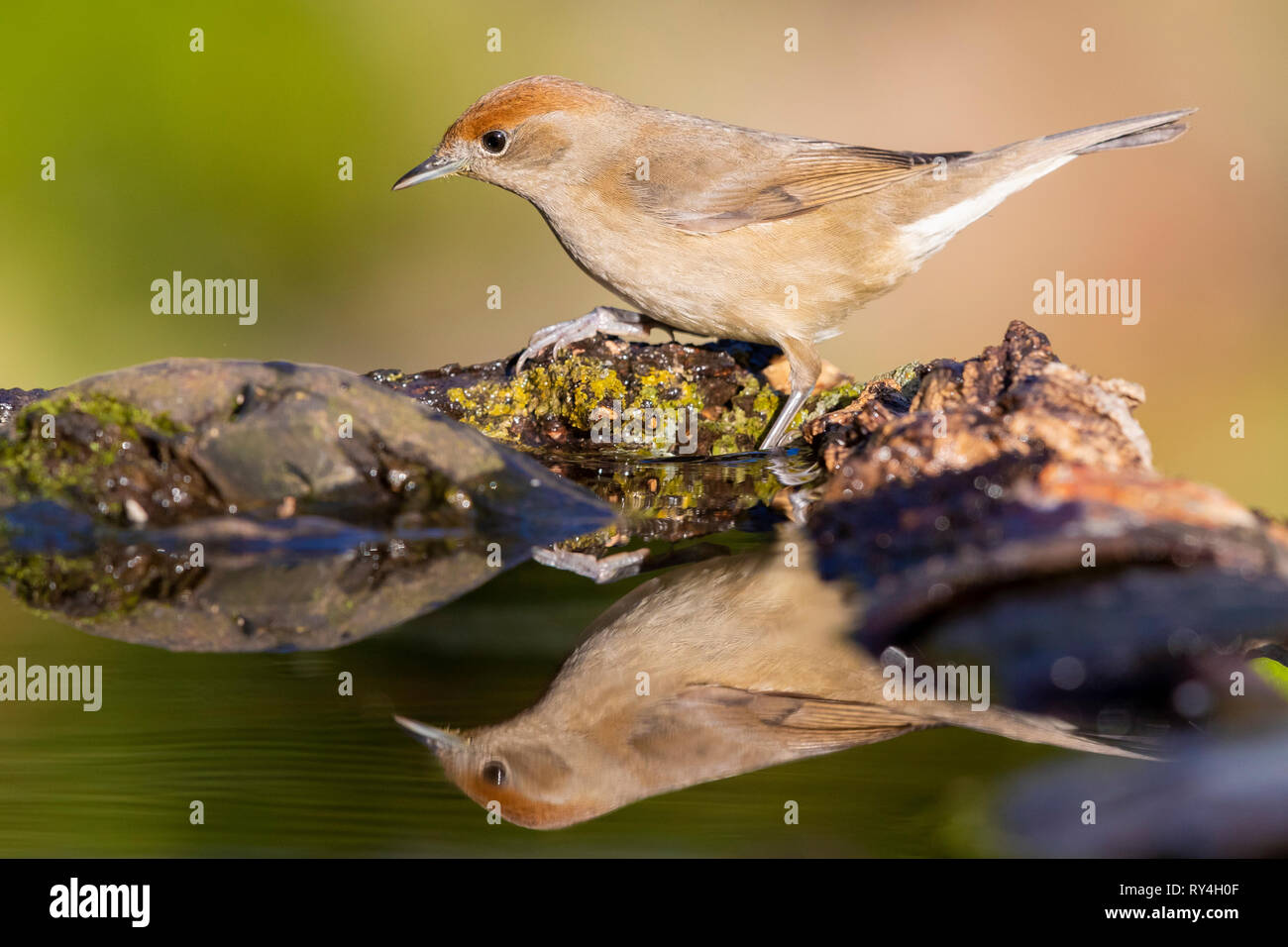 Eurasian Blackcap (Sylvia atricapilla), adult female on the edge od a ...