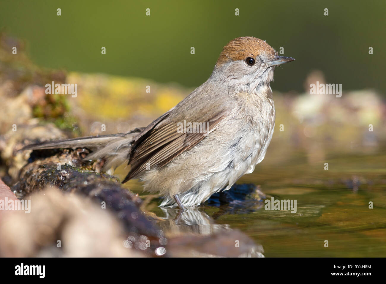 Eurasian blackcap sylvia atricapilla female hi-res stock photography and images - Alamy
