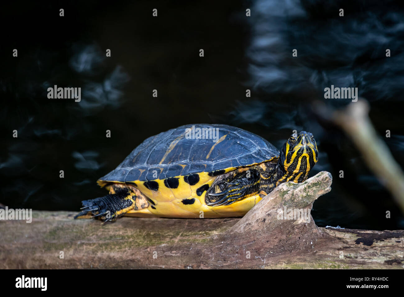 a common red eared slider turtle Stock Photo - Alamy
