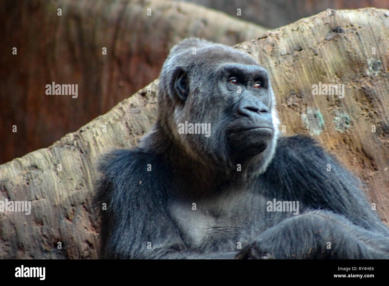 Apes And Gorillas Faces