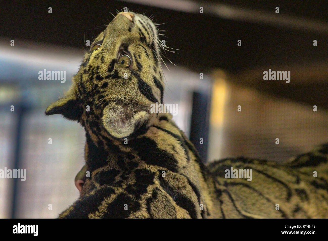 Clouded Leopards are amazing predator cats that are amazing hunters and ...