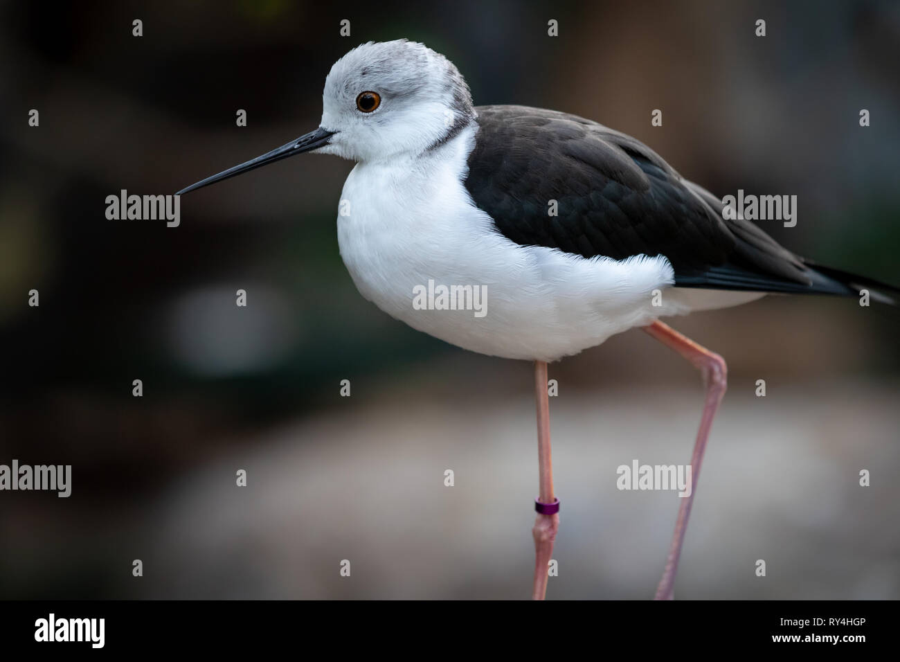 stilt bird close up Stock Photo - Alamy