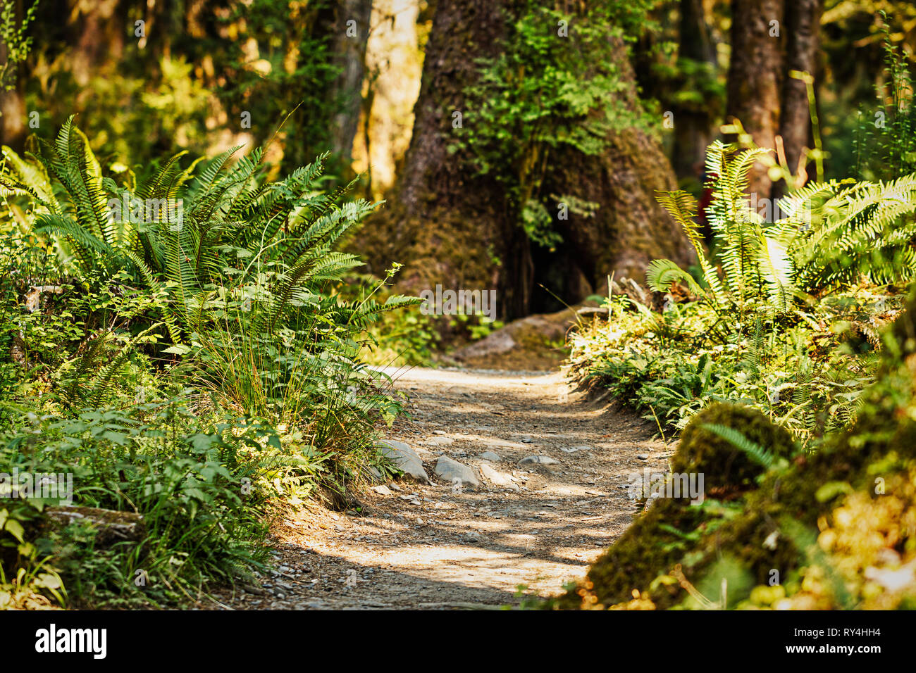 path through fern and forest in pacific northwest Stock Photo - Alamy