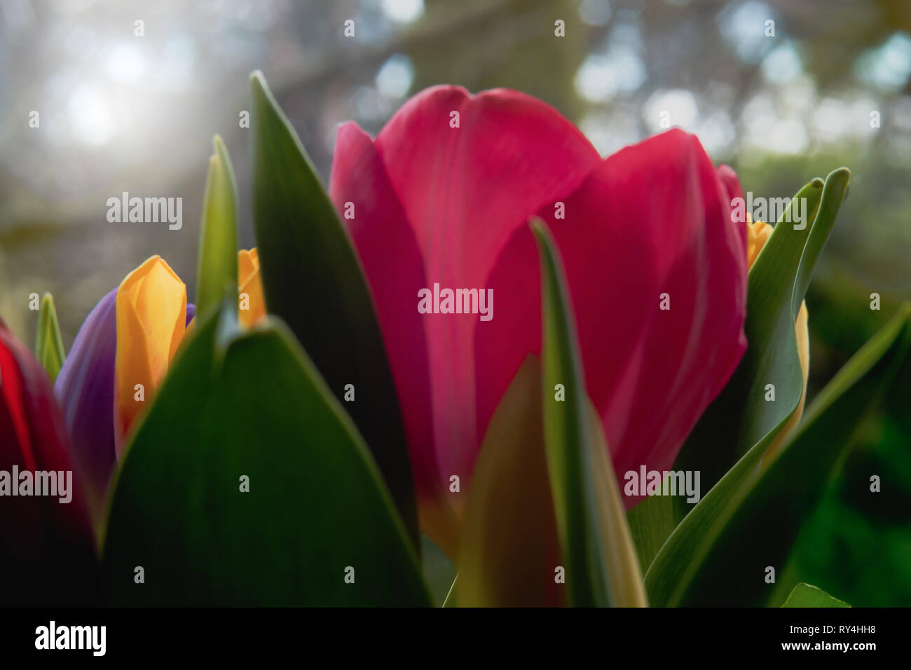 Spring colors of tulip flowers Stock Photo - Alamy