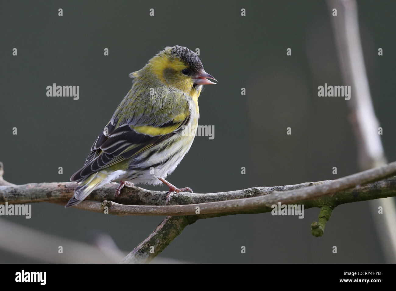 Adult male Siskin Stock Photo - Alamy