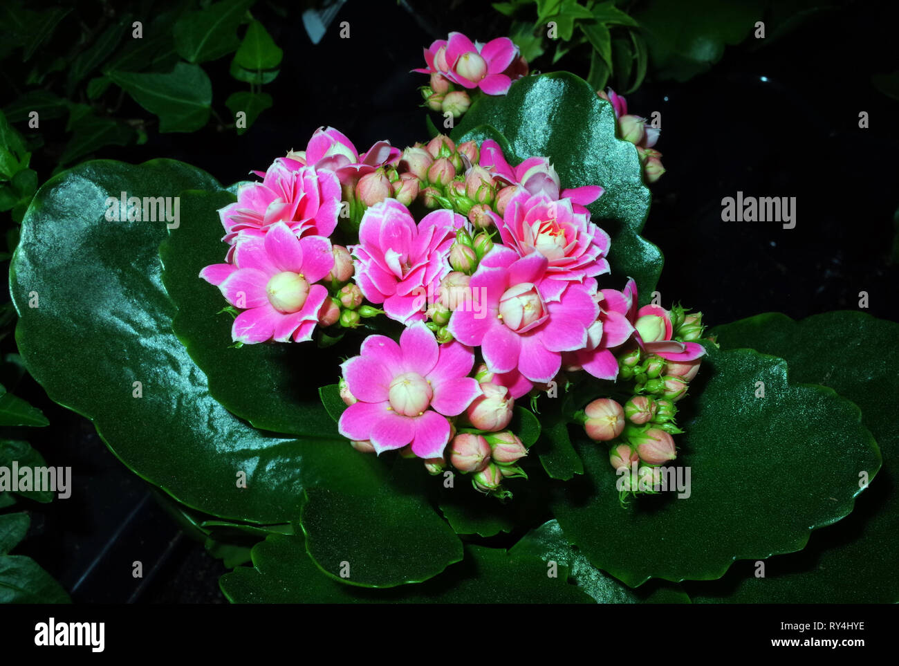 Calandiva hi-res stock photography and images - Alamy