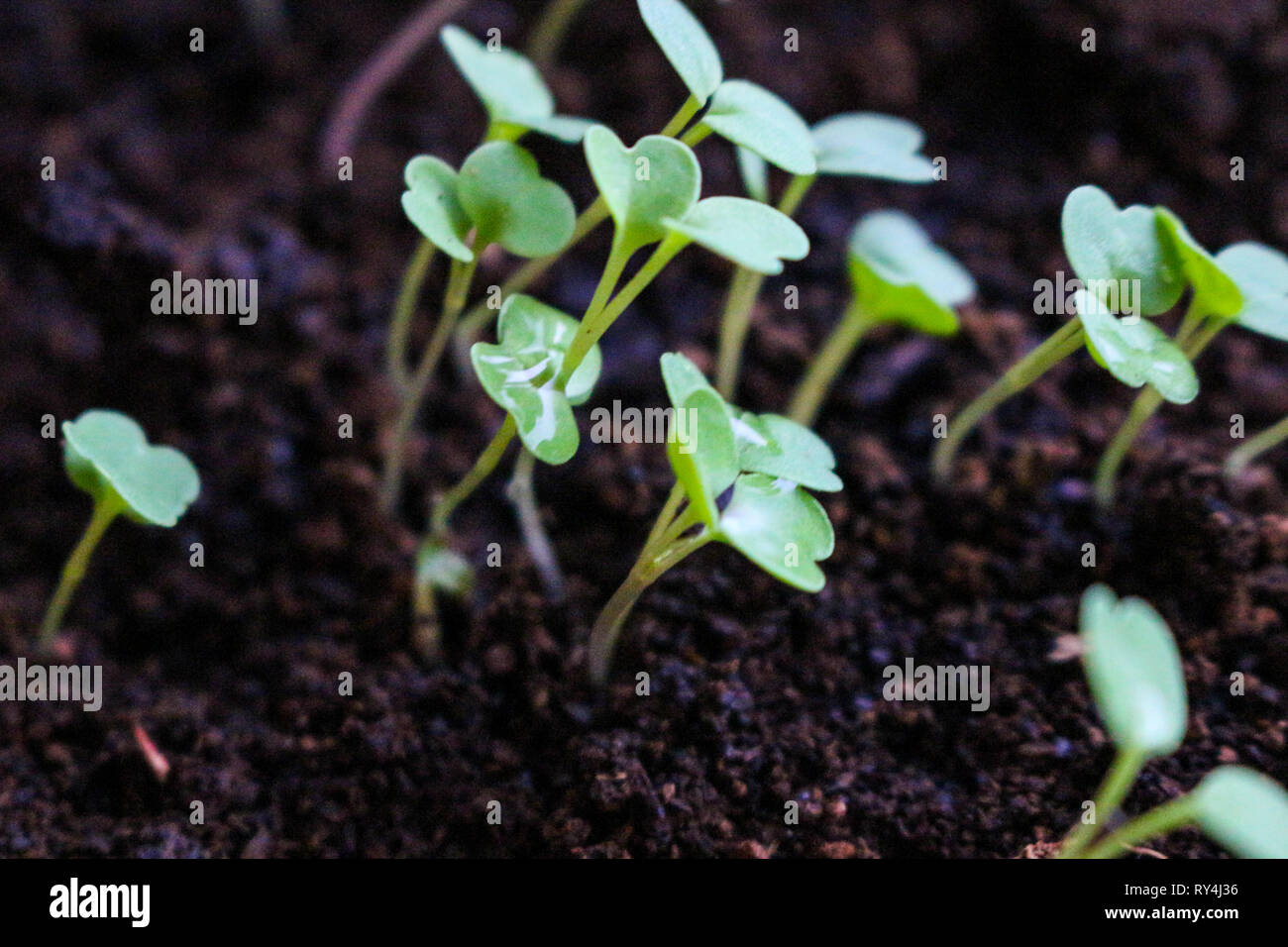 Microgreens growing urban farming rack organic sprout trays Stock Photo ...