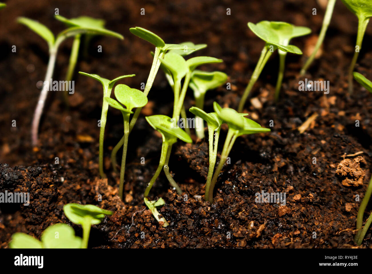Microgreens growing urban farming rack organic sprout trays Stock Photo ...