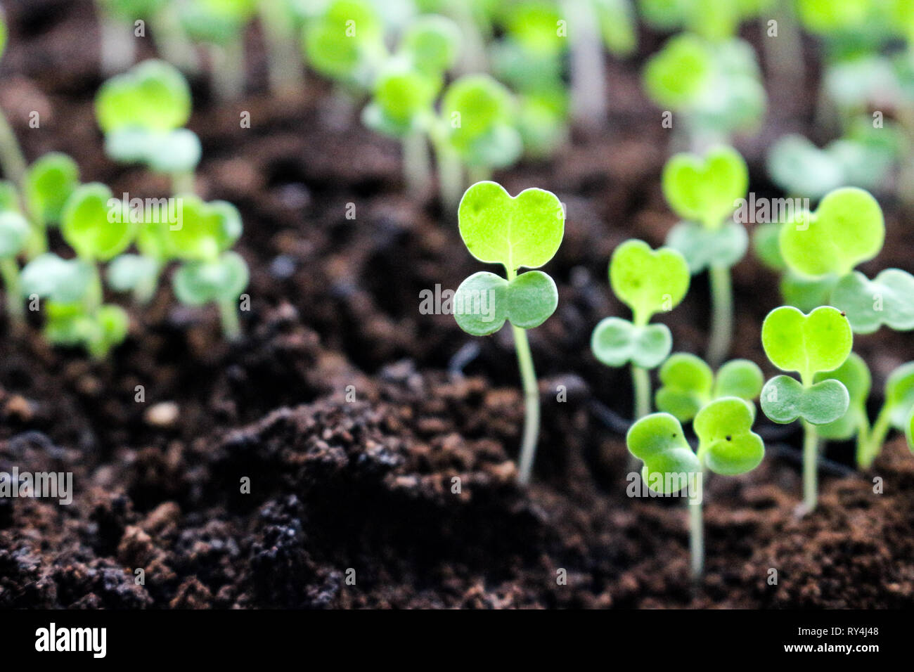 Microgreens growing urban farming rack organic sprout trays Stock Photo ...