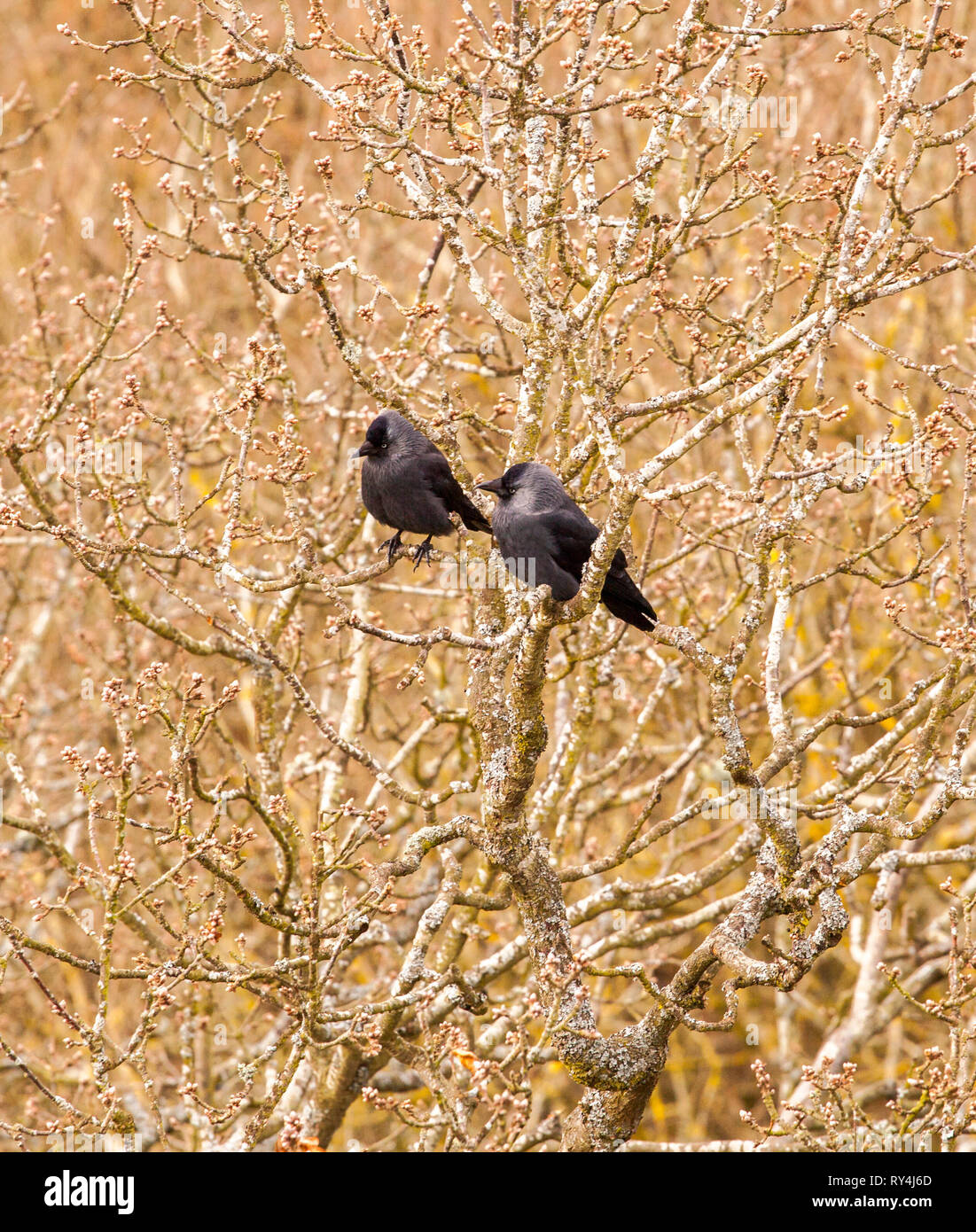 Two corvus monedula jackdaws hi-res stock photography and images - Alamy