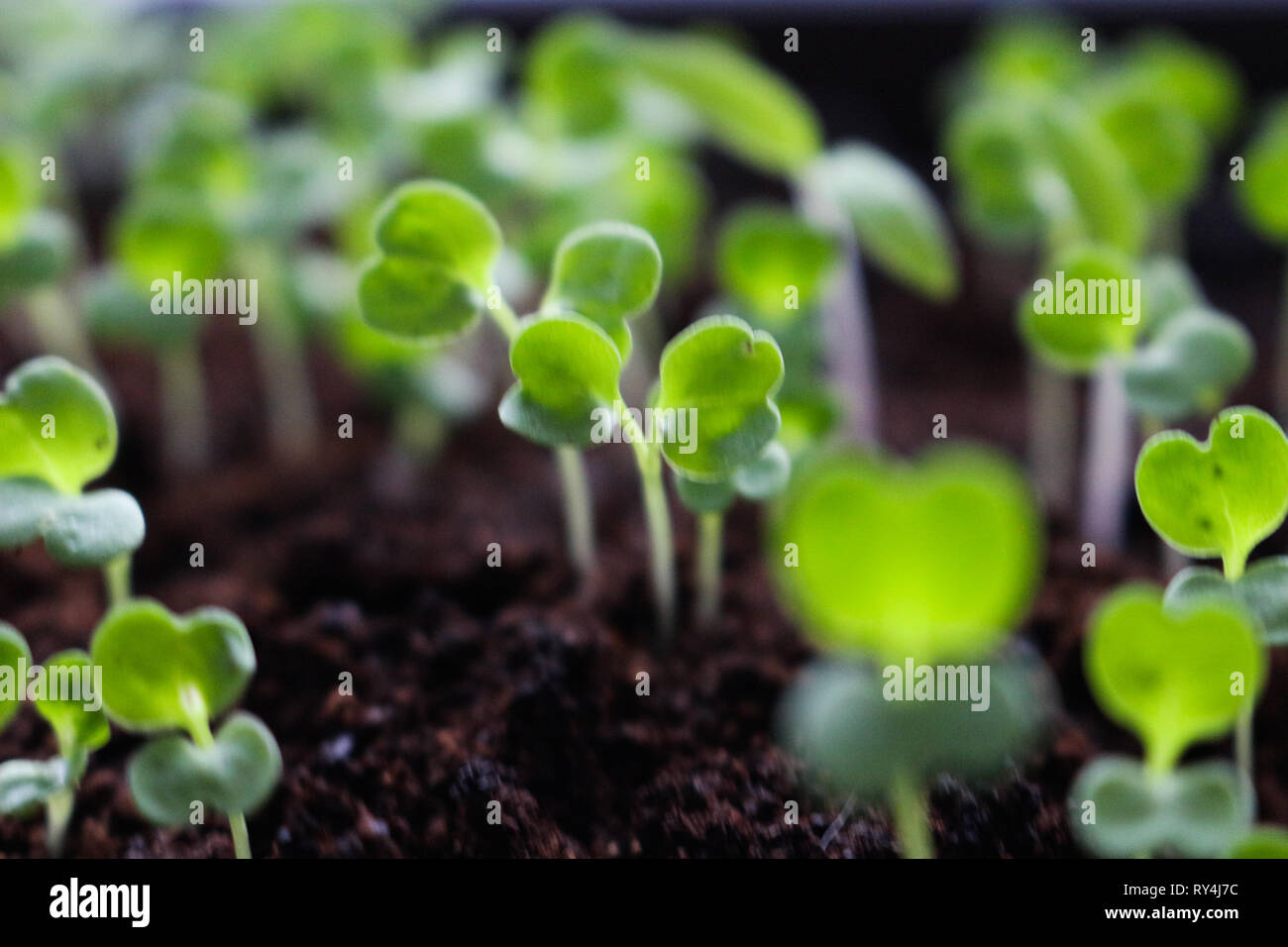Microgreens growing urban farming rack organic sprout trays Stock Photo ...