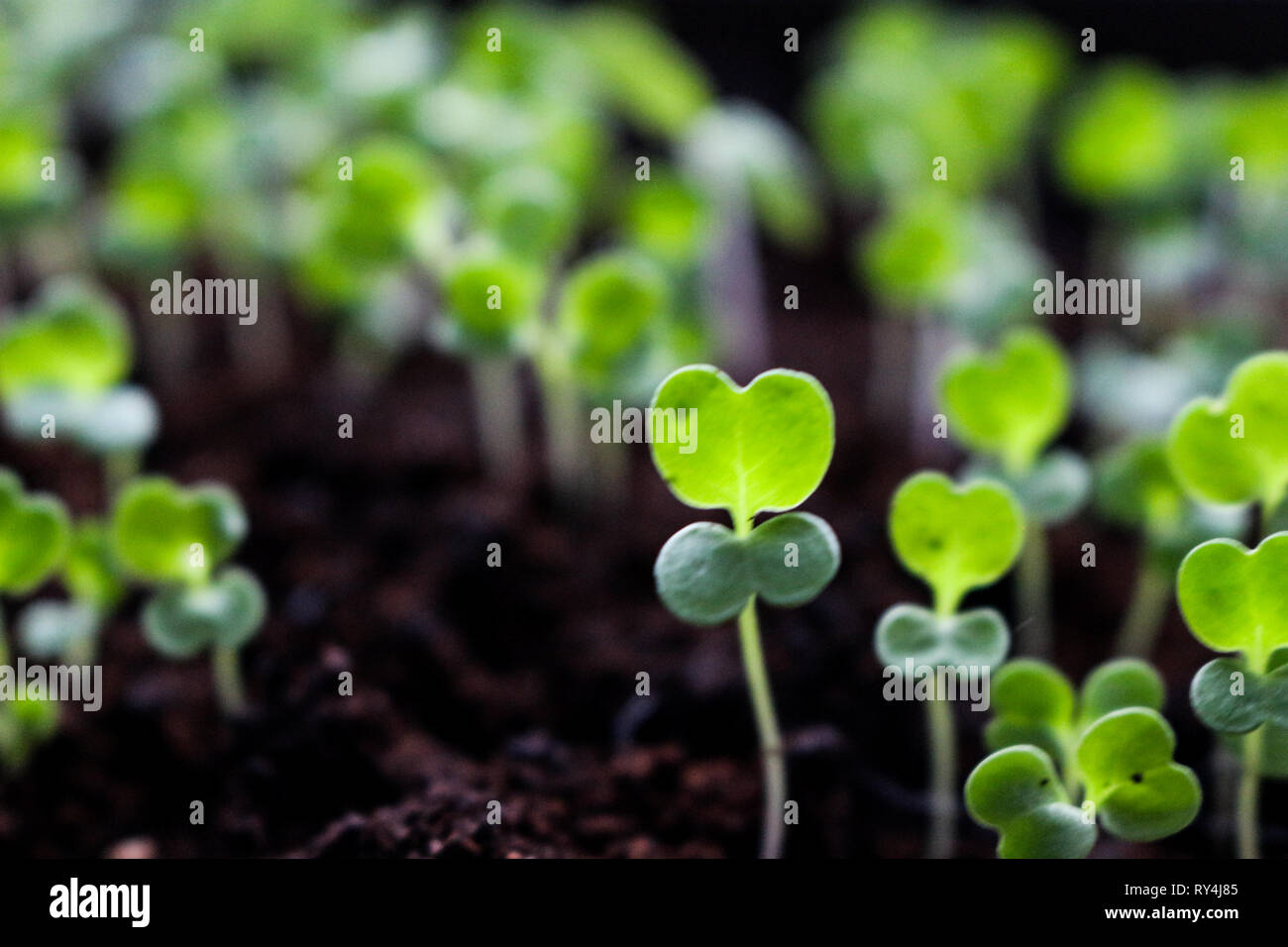 Microgreens growing urban farming rack organic sprout trays Stock Photo ...
