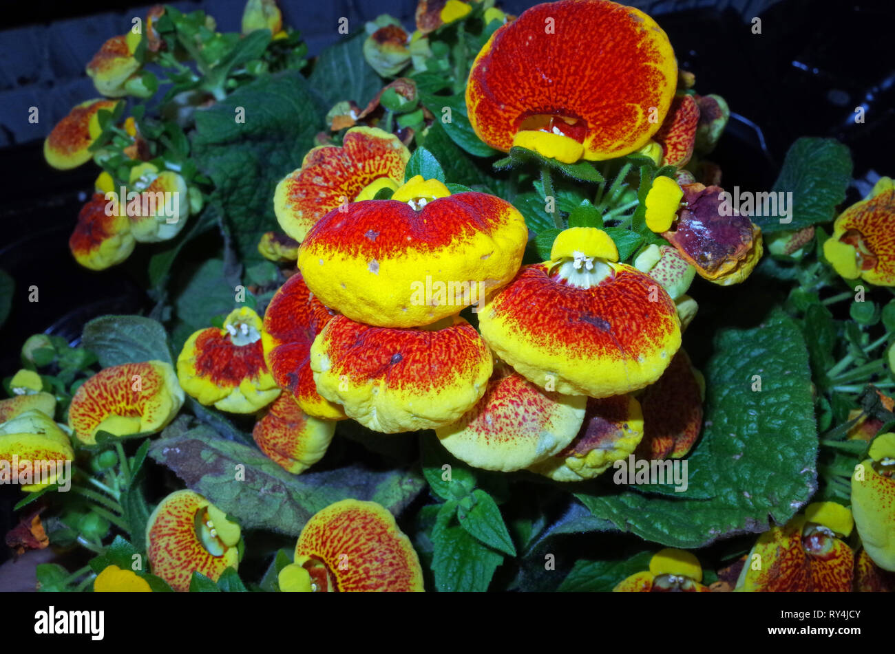 Calceolaria flowers flower hi-res stock photography and images - Alamy