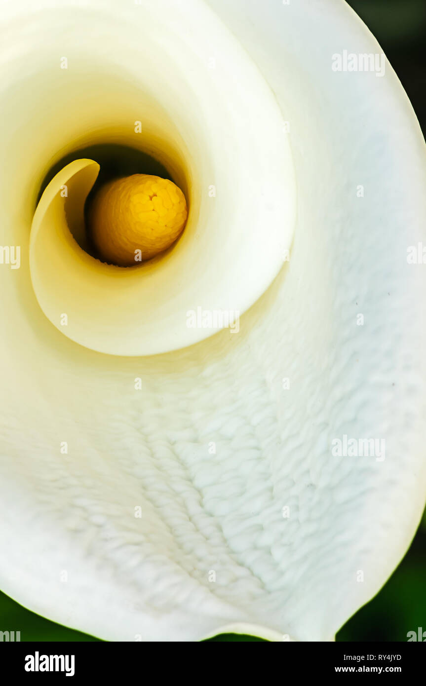 White Calla Lily flower closeup, Zantedeschia Aethiopica Stock Photo ...