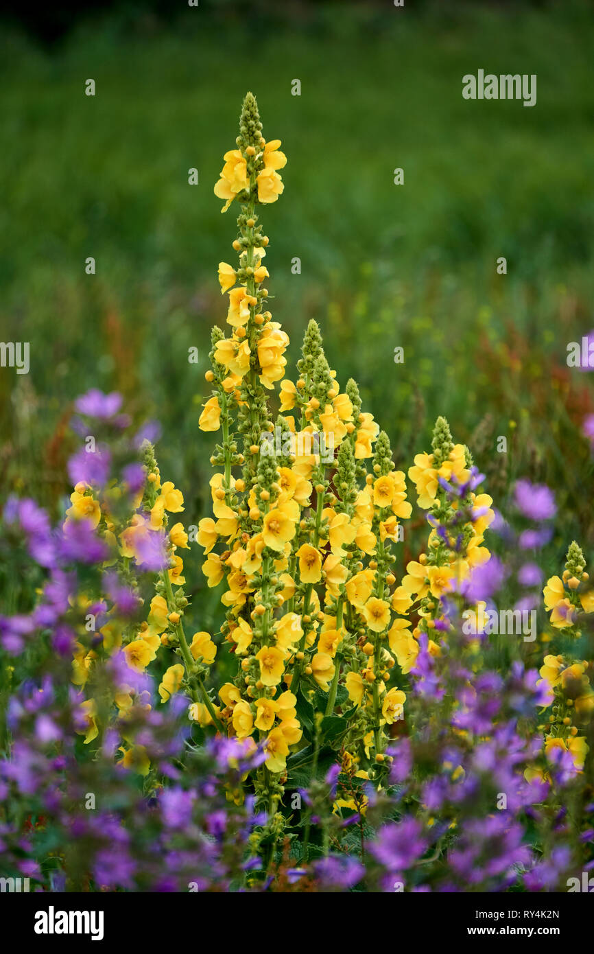 Mullein verbascum sinuatum hi-res stock photography and images - Alamy