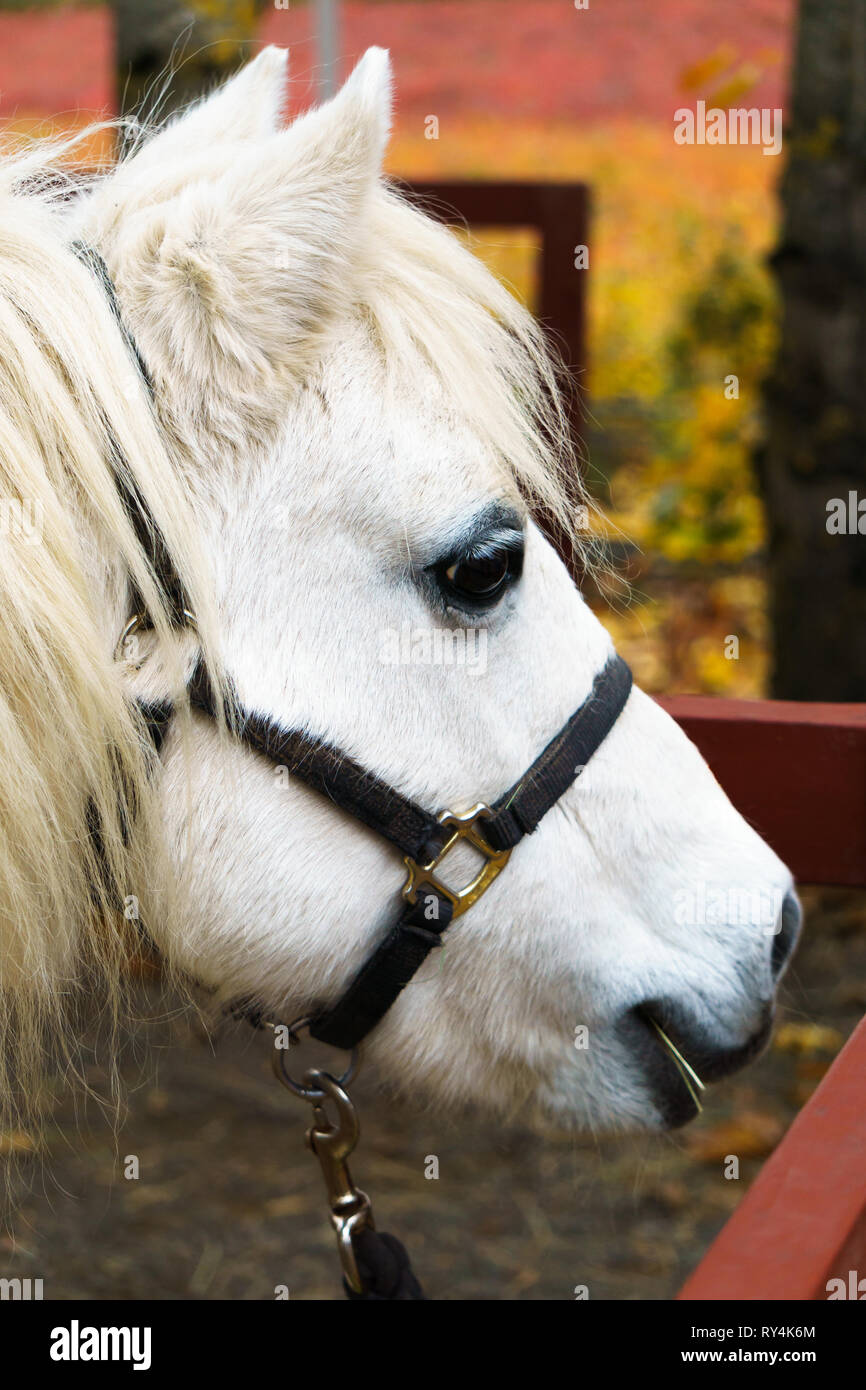 Foal head horse portrait hi-res stock photography and images - Alamy