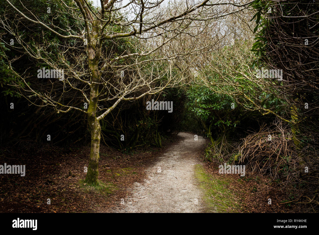 tree with path disappearing into woods Stock Photo - Alamy