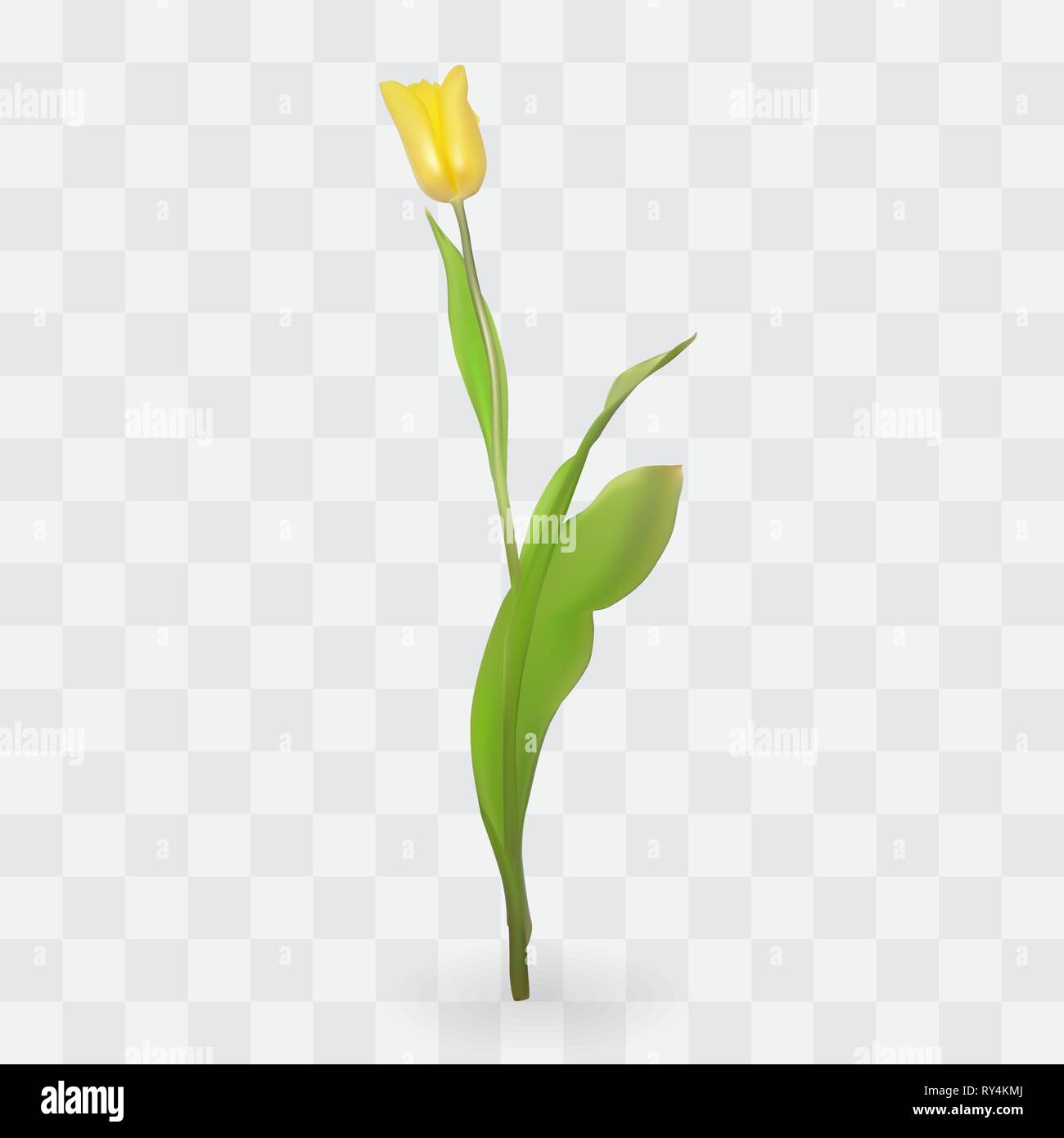 Beautiful tulips on transparent background. Vector Illustration. EPS10 ...