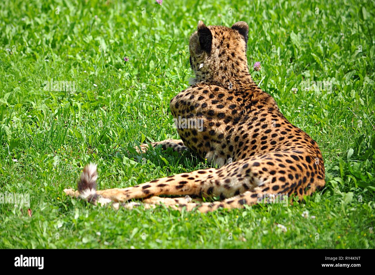 dangerous animal cheetah Stock Photo - Alamy