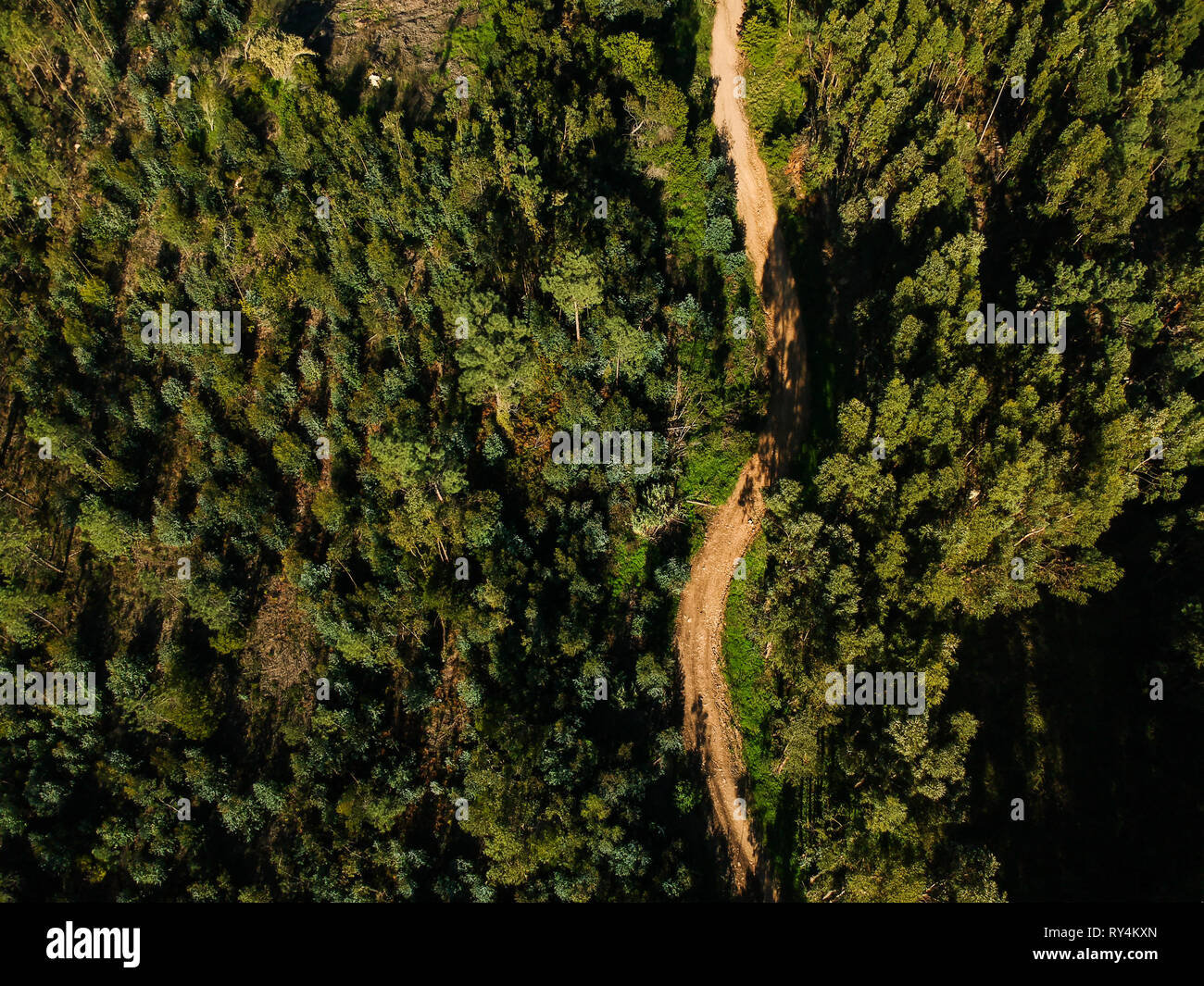 Aerial view from a path in a forest. Drone photo Stock Photo - Alamy