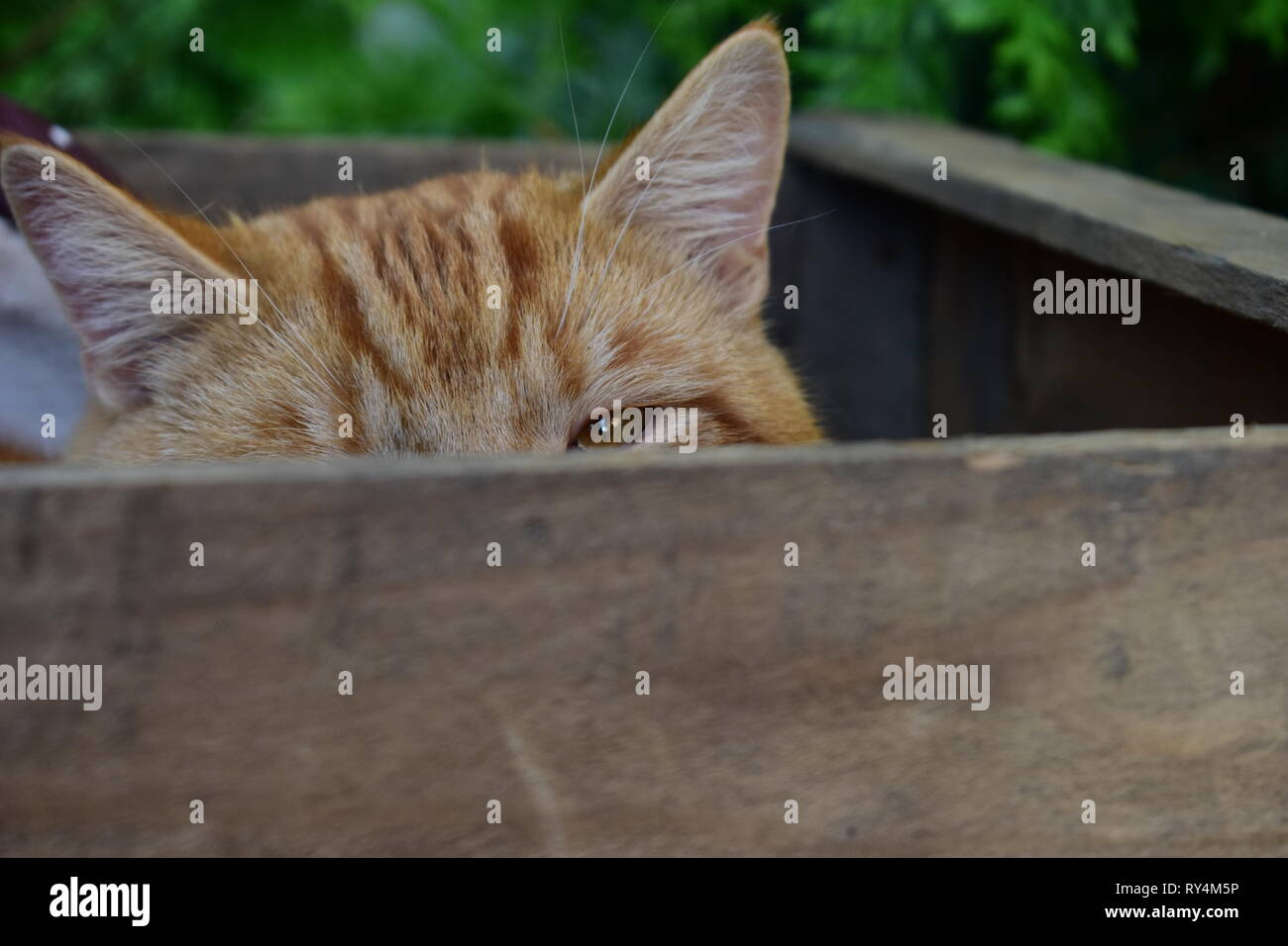 A red-colored cat looks carefully out of a fruit box Stock Photo - Alamy