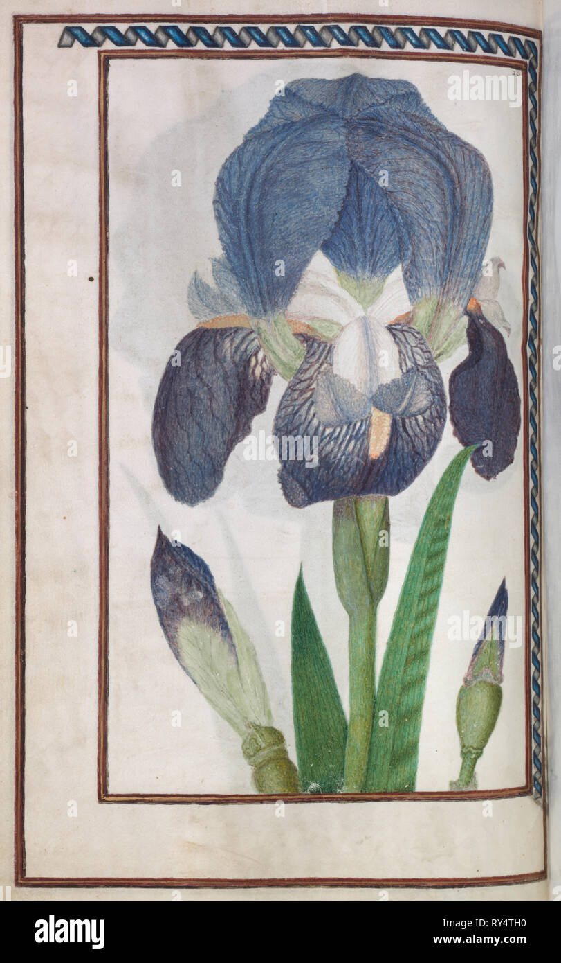 French Iris Drawing