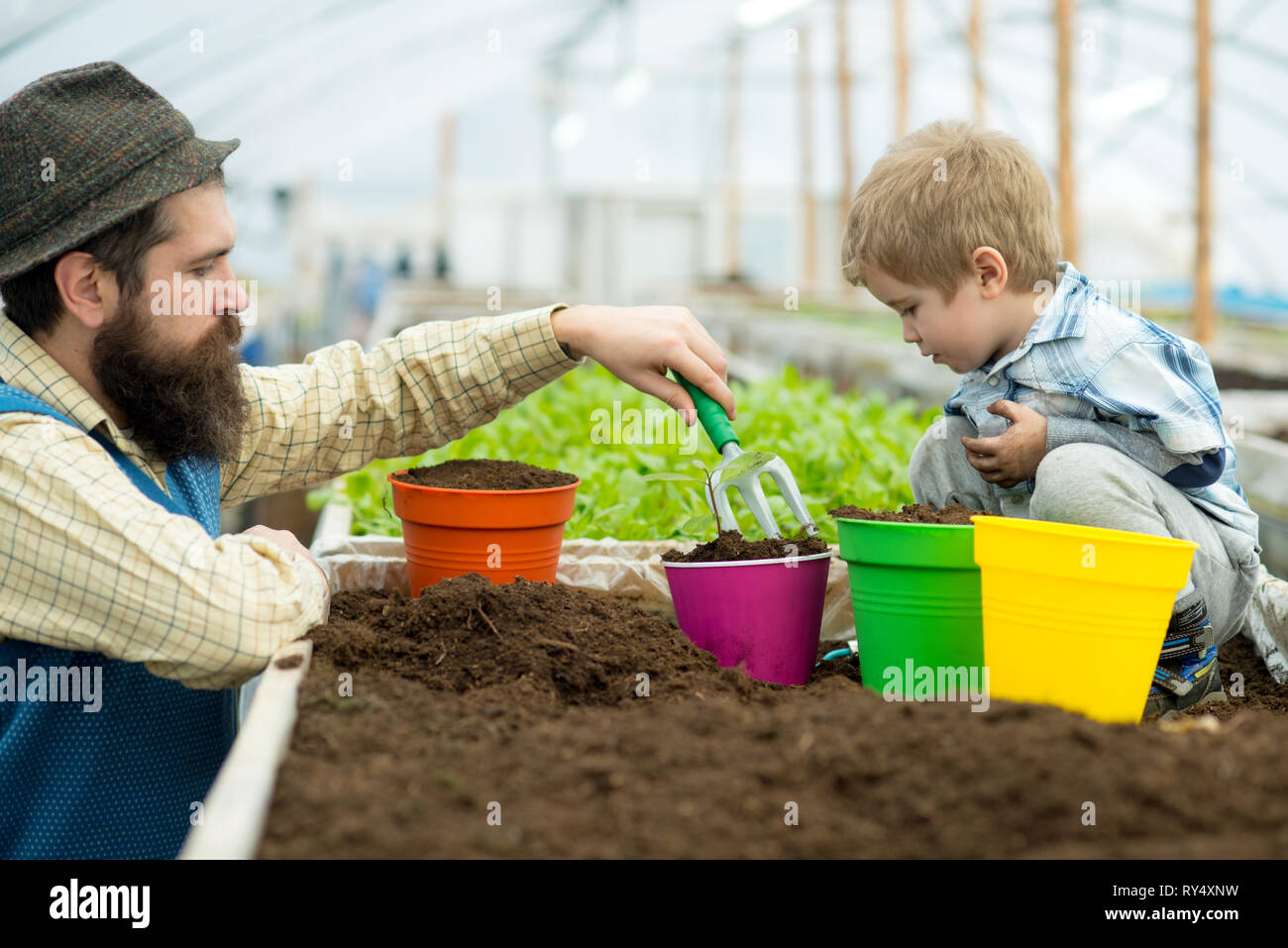 planting together. father and son planting together in greenhouse ...