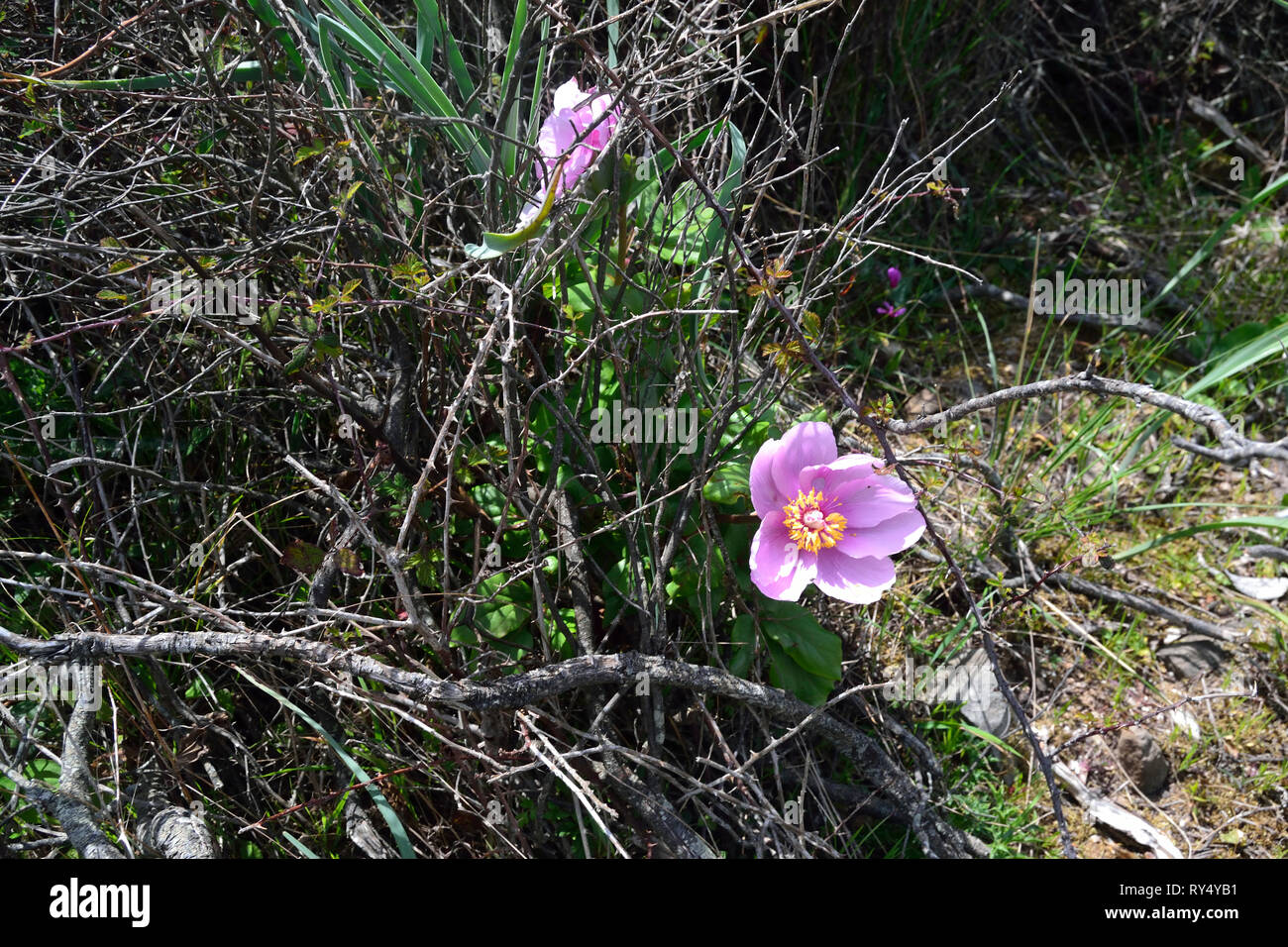 Flower of Peonia Stock Photo - Alamy