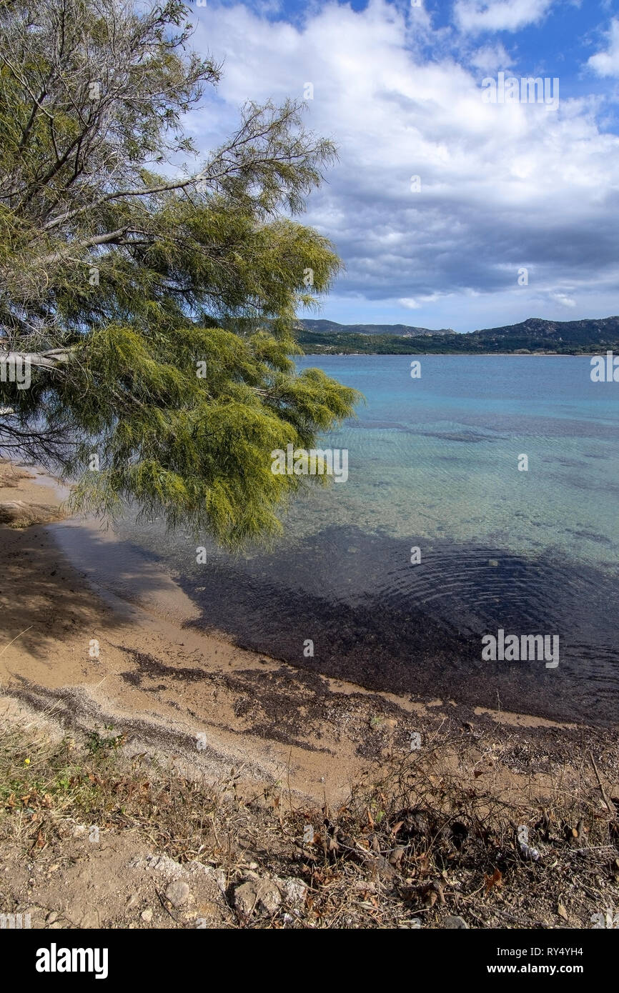 Landscape with tree and sandy beach in Sardinia, Italy, on an overcast ...