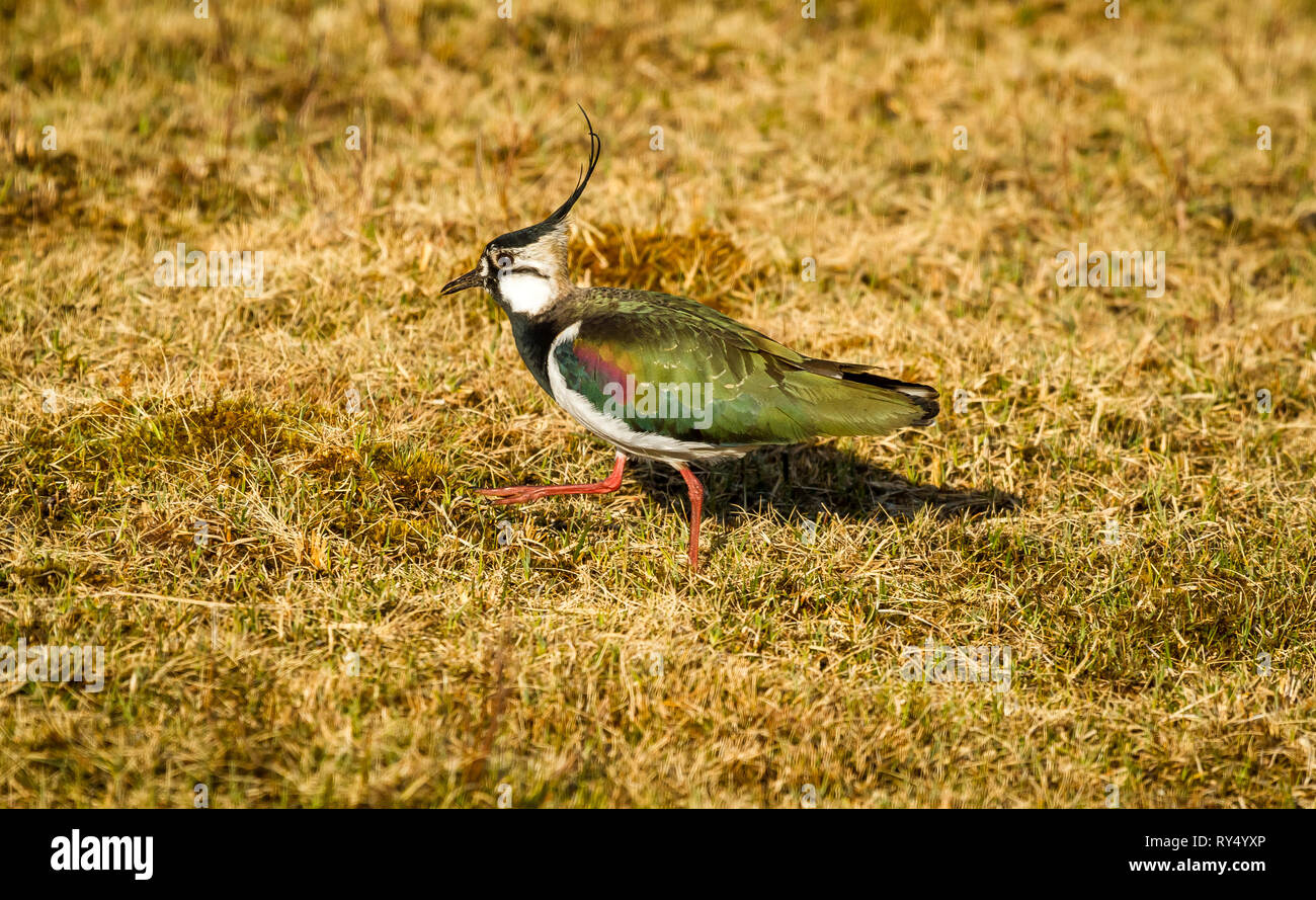 Lapwing Peewit Bird High Resolution Stock Photography and Images - Alamy