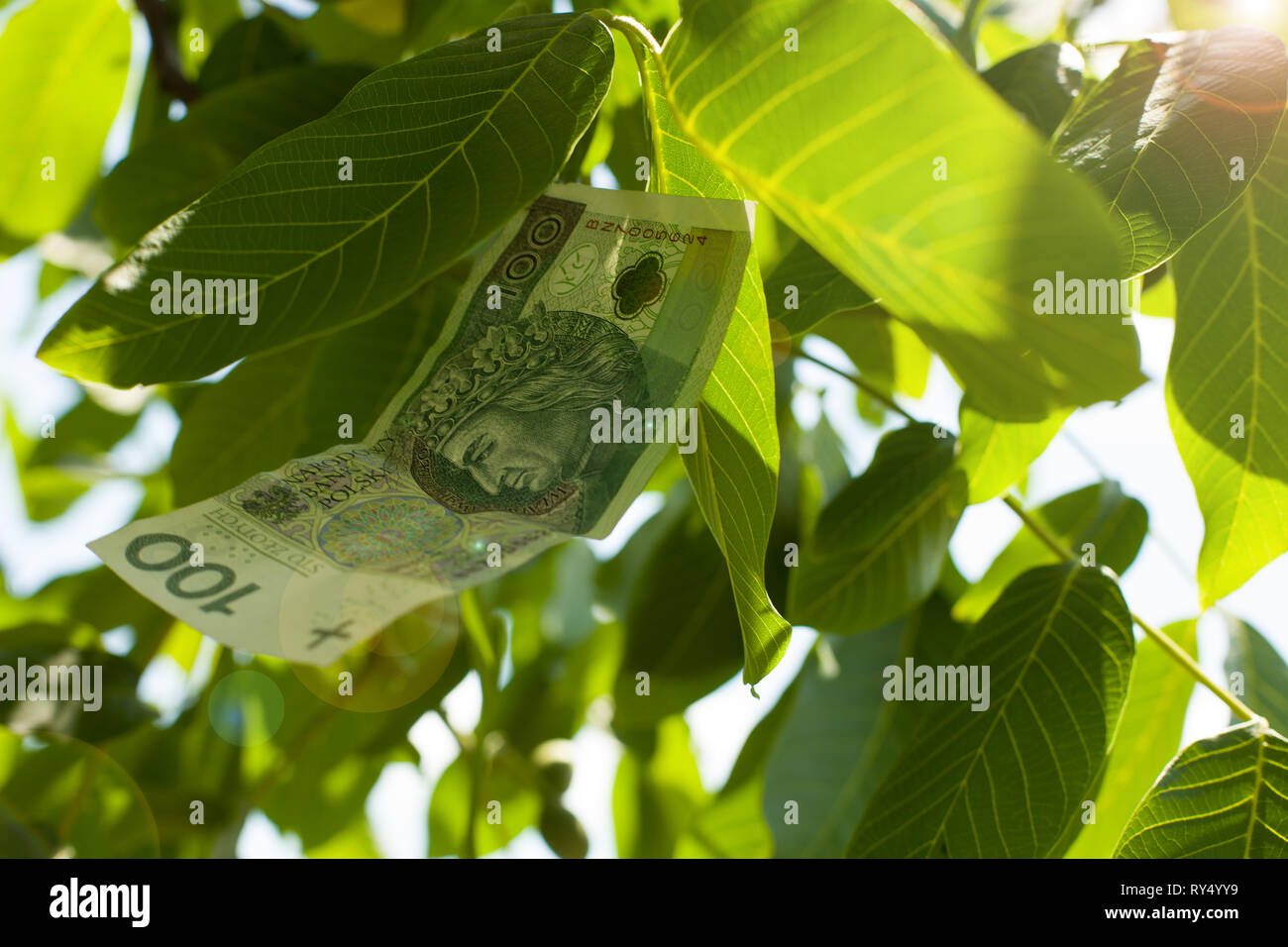 Ecological business - green energy. Money. Banknote on a tree in leaves ...