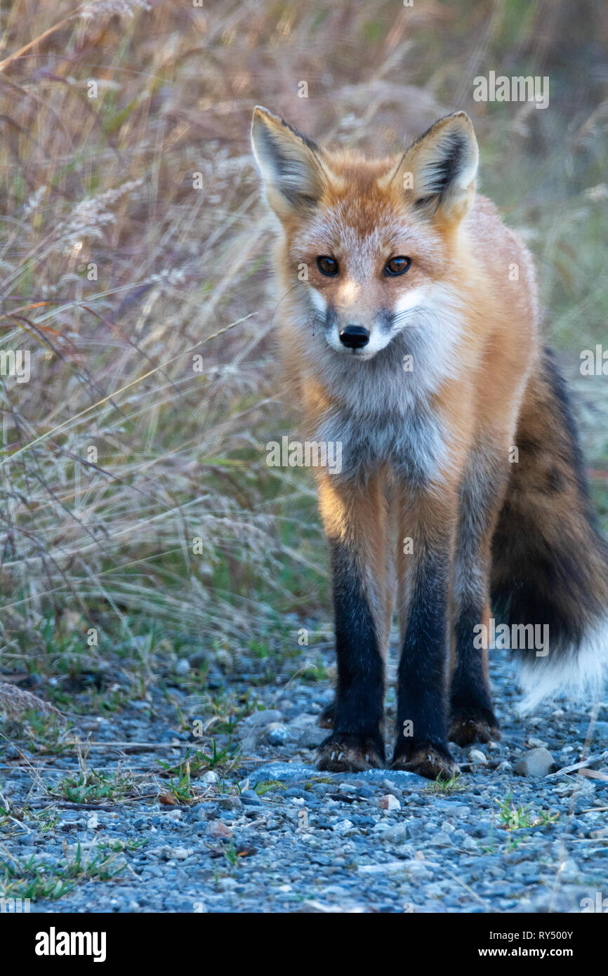 Alaskan red fox stands on all four paws swishing a large bushy tail ...