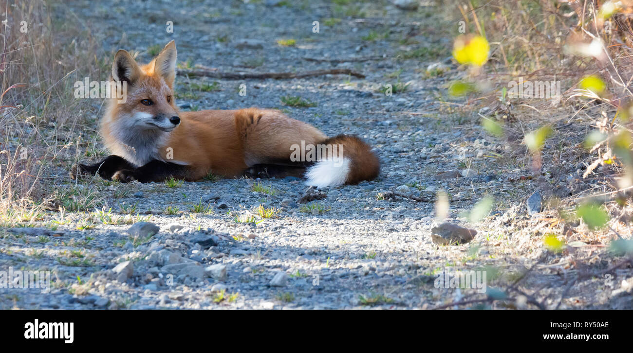 Laying in the middle of a gravel track a red fox in Denali National ...