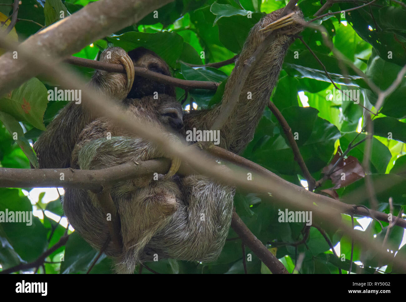 Using huge claws a Brown-Throated Three-Toed Sloth mother with baby ...