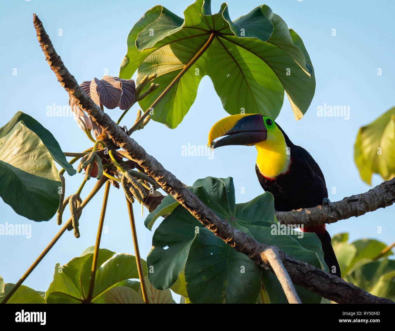 Using its huge bill a Yellow-Throated Toucan has pulled a single seed ...