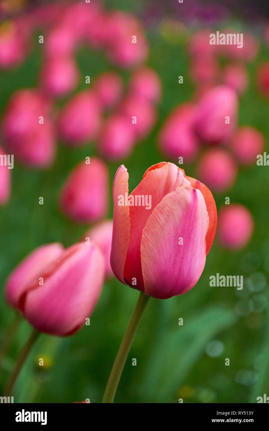 bright colorful tulip garden meadow Stock Photo - Alamy