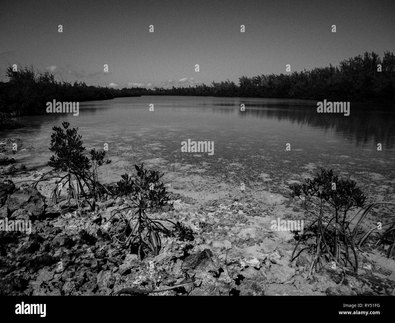 Bahamas mangroves Black and White Stock Photos & Images - Alamy
