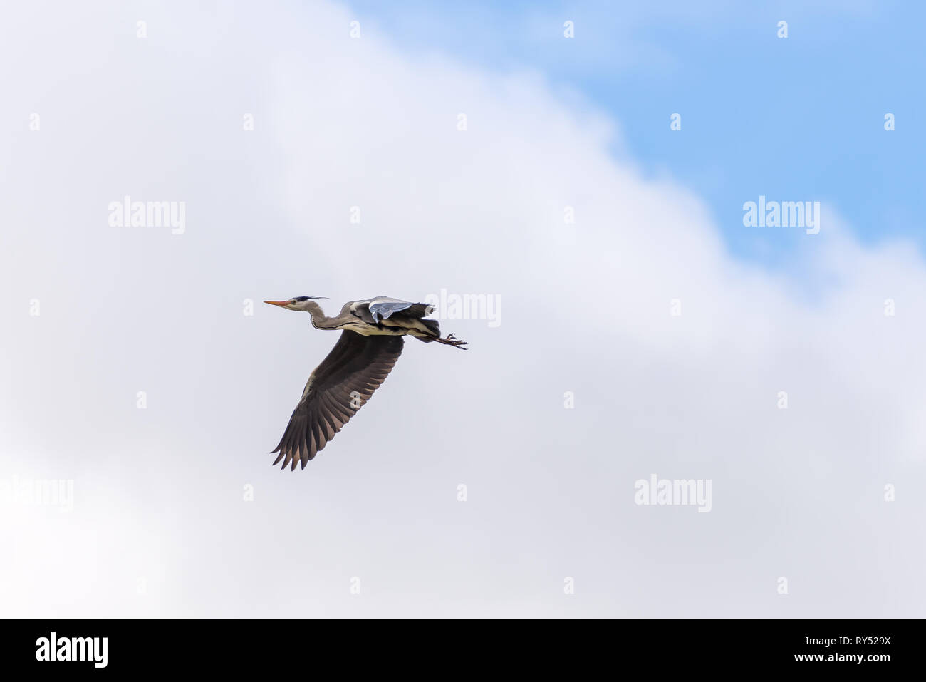 Heron in flight Stock Photo - Alamy