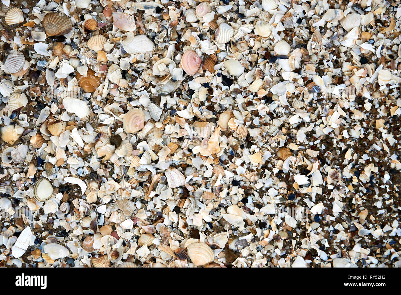 group of white sea shells on beach Stock Photo - Alamy