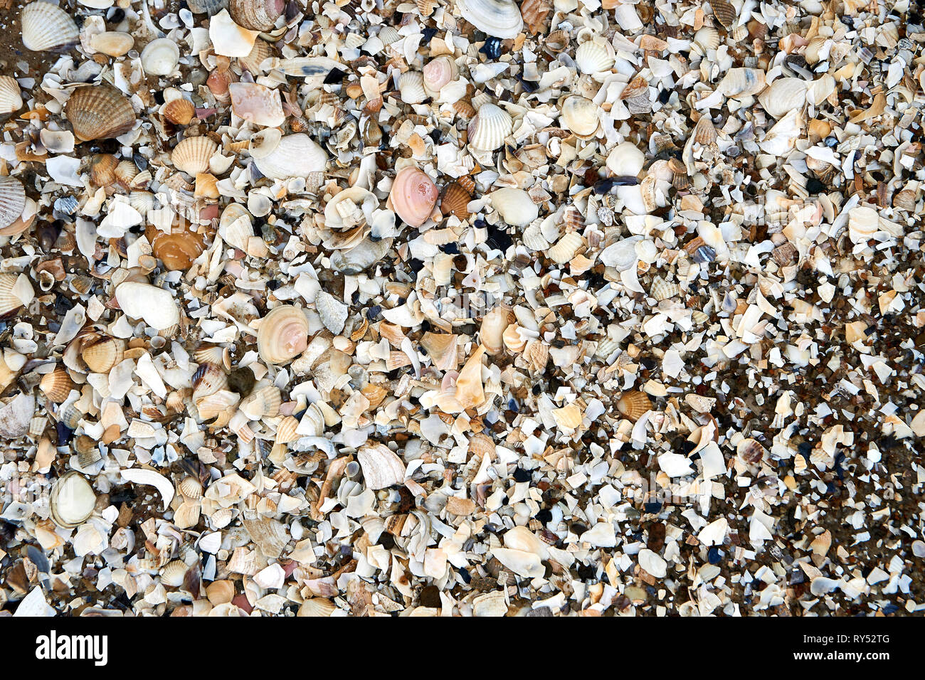 group of white sea shells on beach Stock Photo - Alamy