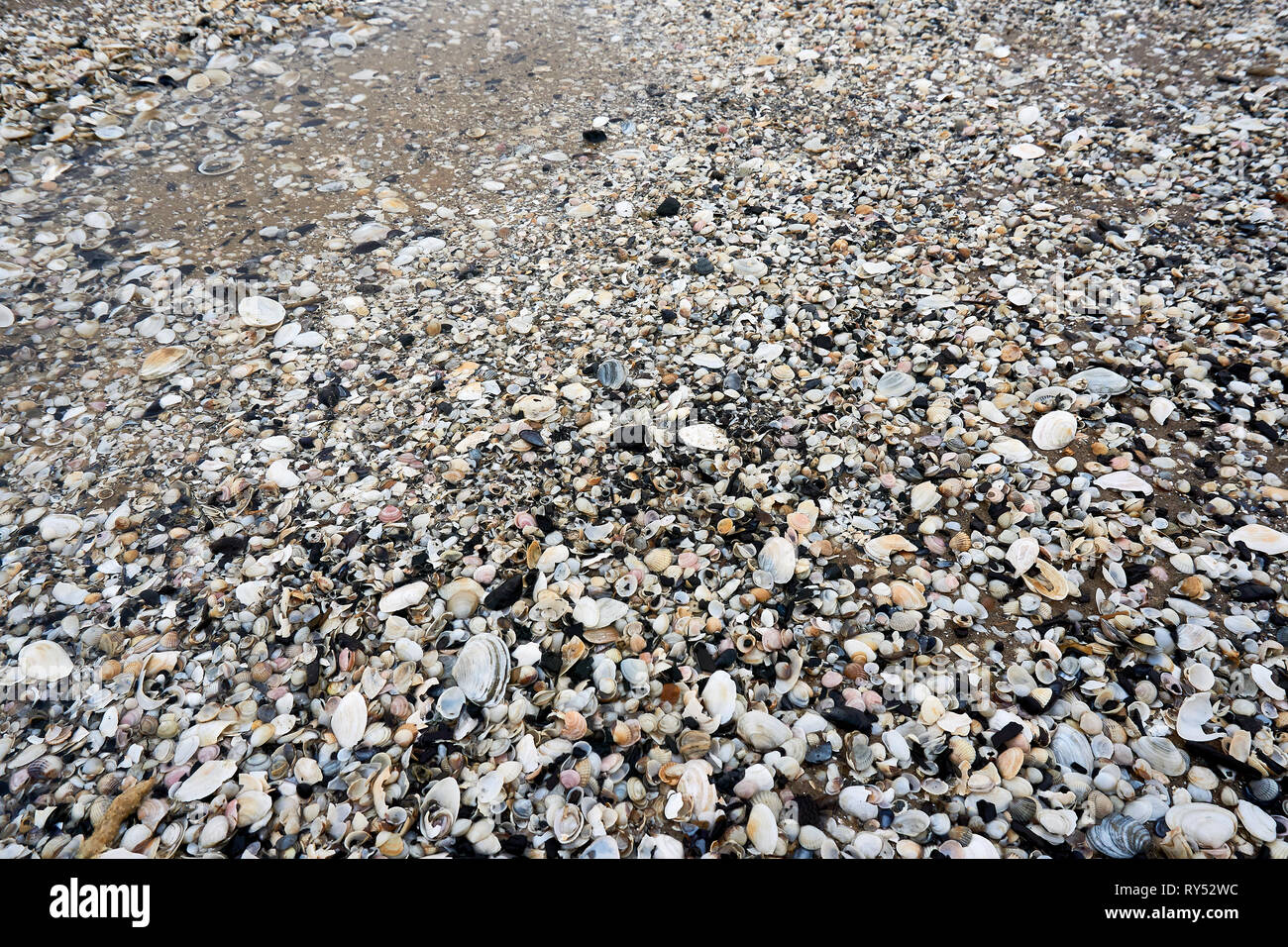 group of white sea shells on beach Stock Photo - Alamy
