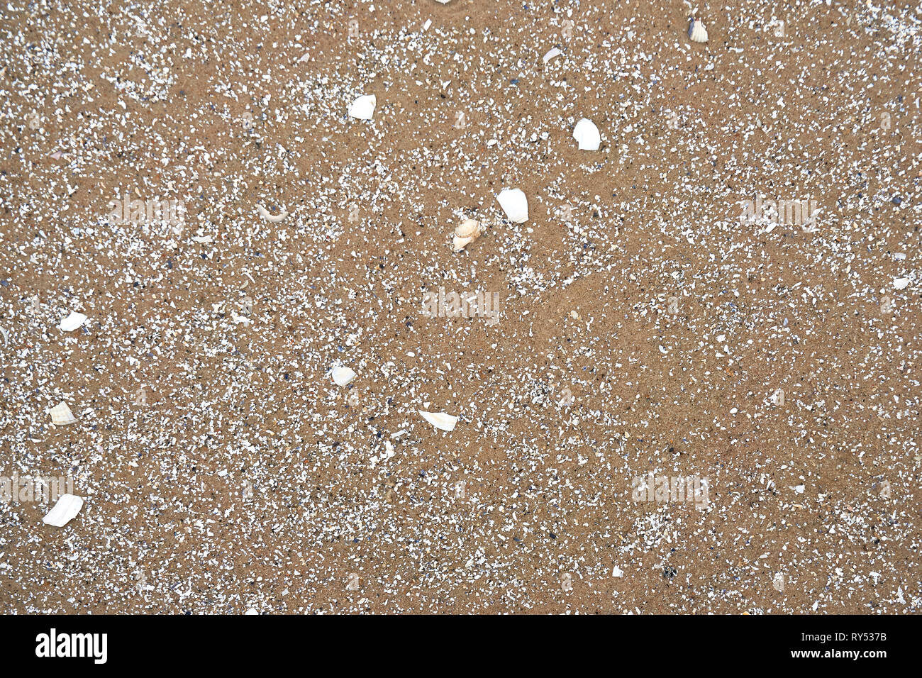 group of white sea shells on beach Stock Photo - Alamy