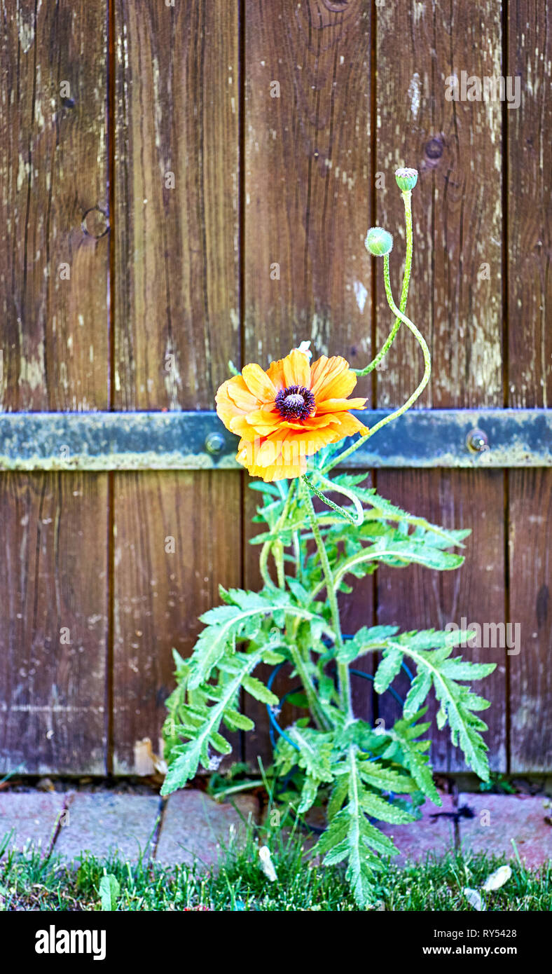 Red poppy by a door hi-res stock photography and images - Alamy