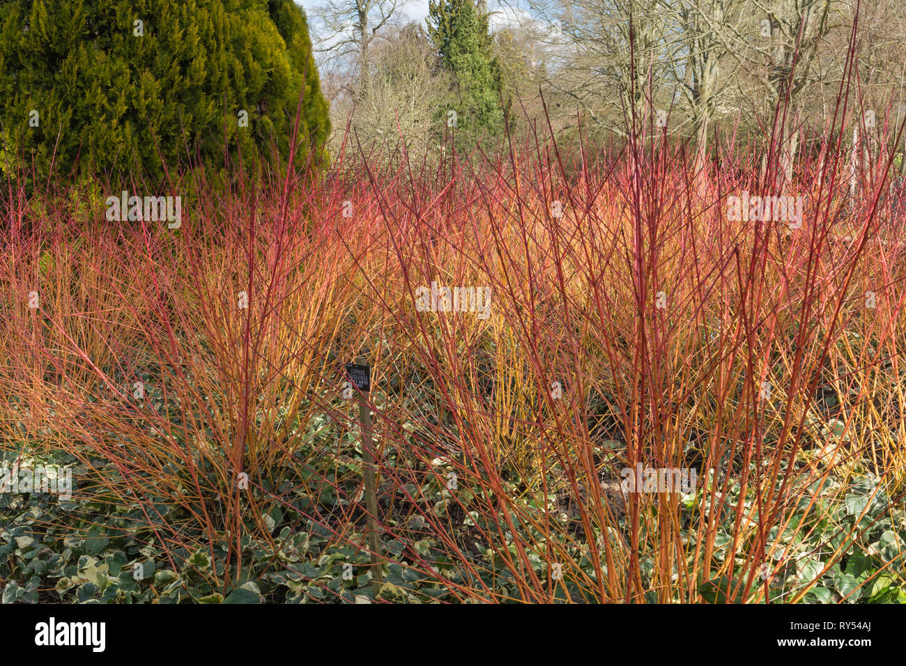 Cornus sanguinea (Anny's winter orange), a dogwood with brightly ...