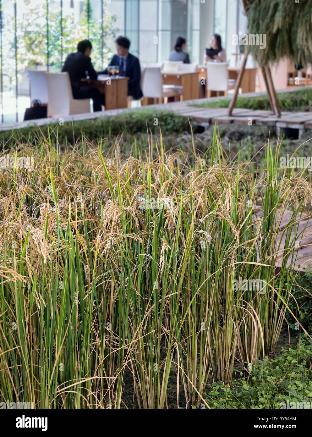 Pasona tokyo hi-res stock photography and images - Alamy