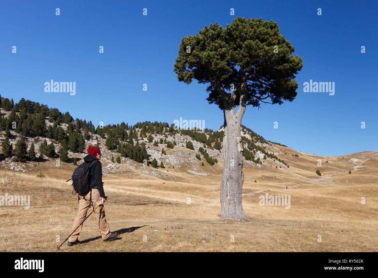 France, Isere, Vercors national natural reserve, the high plateau of ...