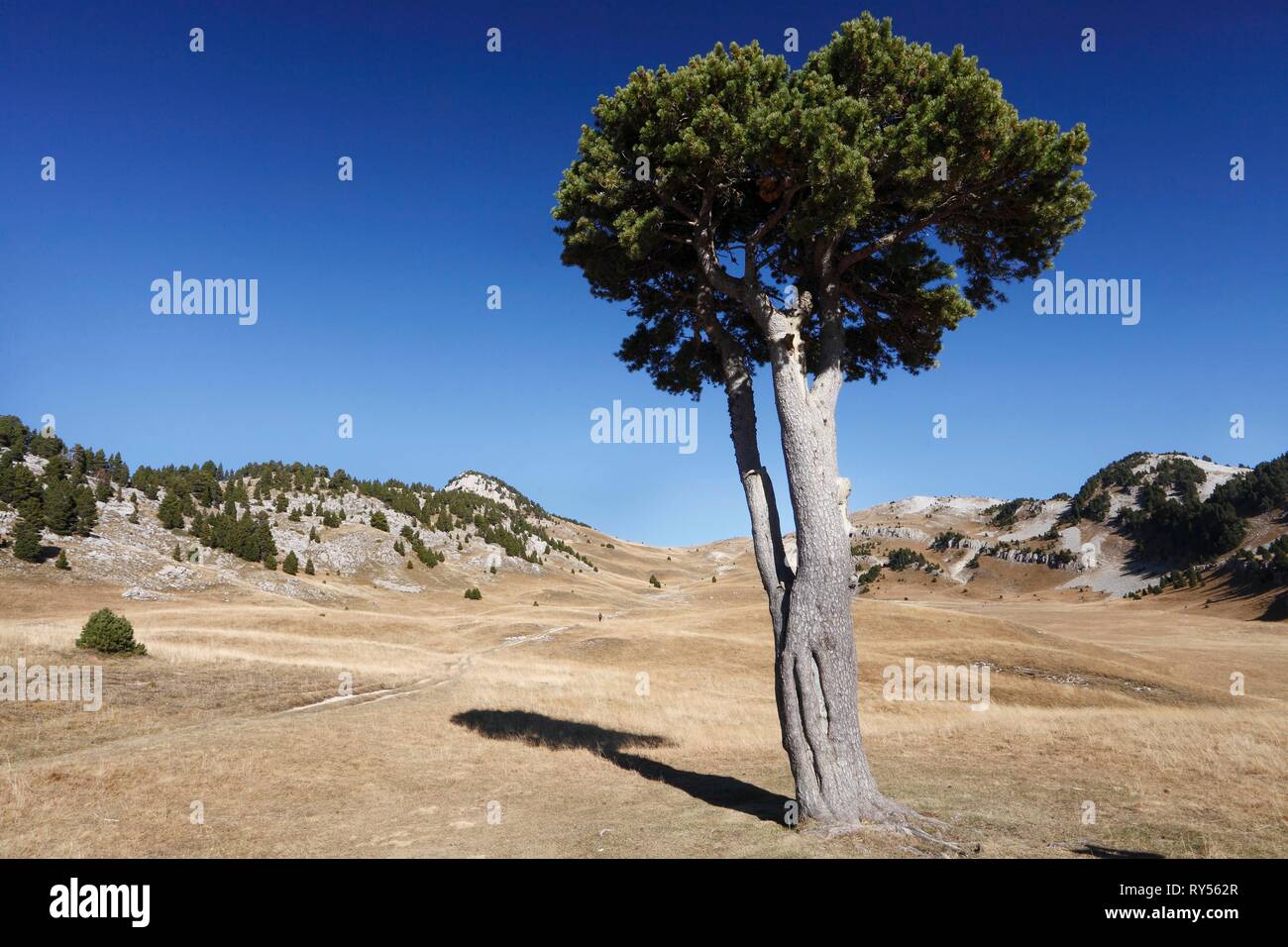 France, Isere, Vercors national natural reserve, the high plateau of ...