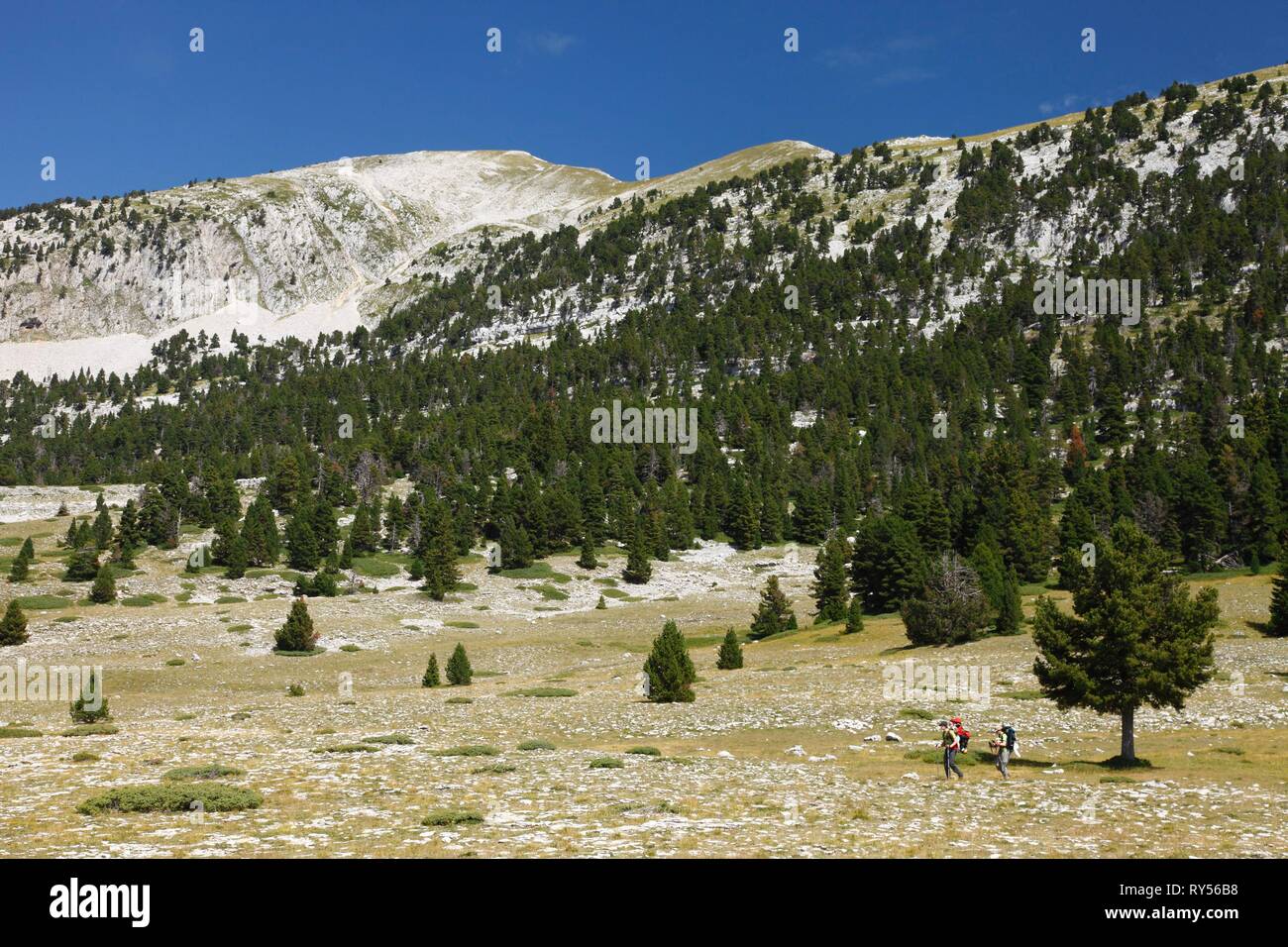 France, Isere, Vercors national natural reserve, the high plateau of ...