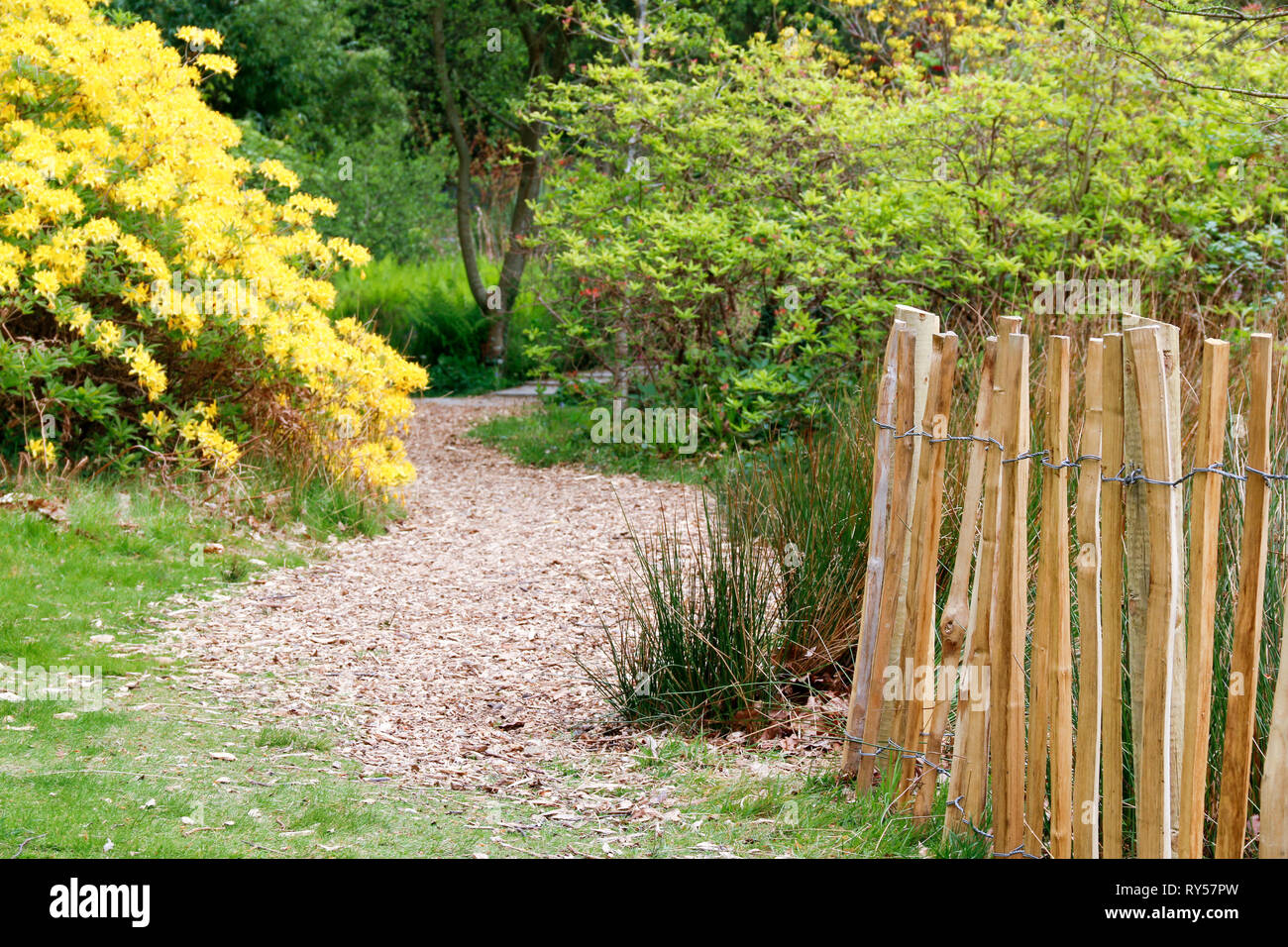 A garden path made of tree bark leading through green and yellow leaved ...
