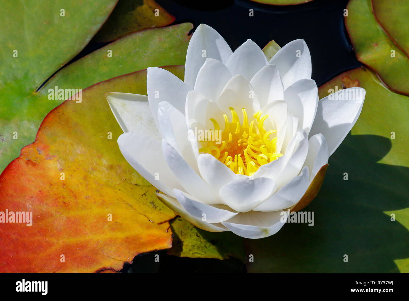 One yellow water lily hi-res stock photography and images - Alamy